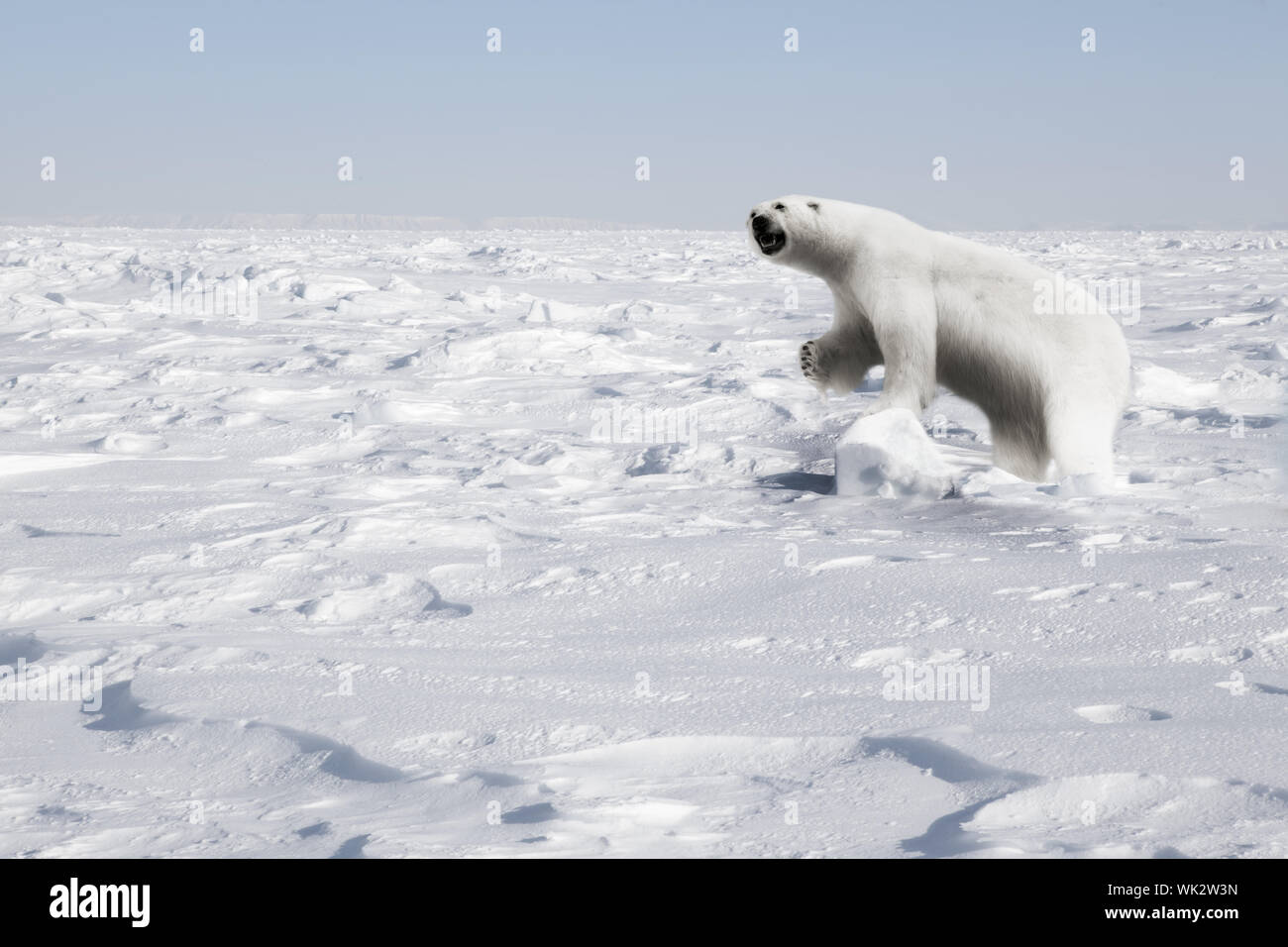 Svalbard polar bear east hi-res stock photography and images - Alamy