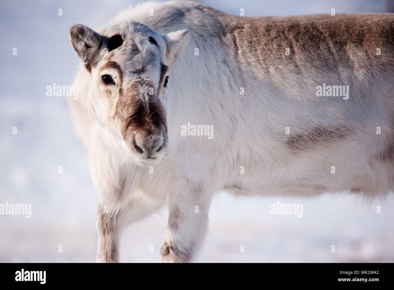 Reindeer island hi-res stock photography and images - Alamy