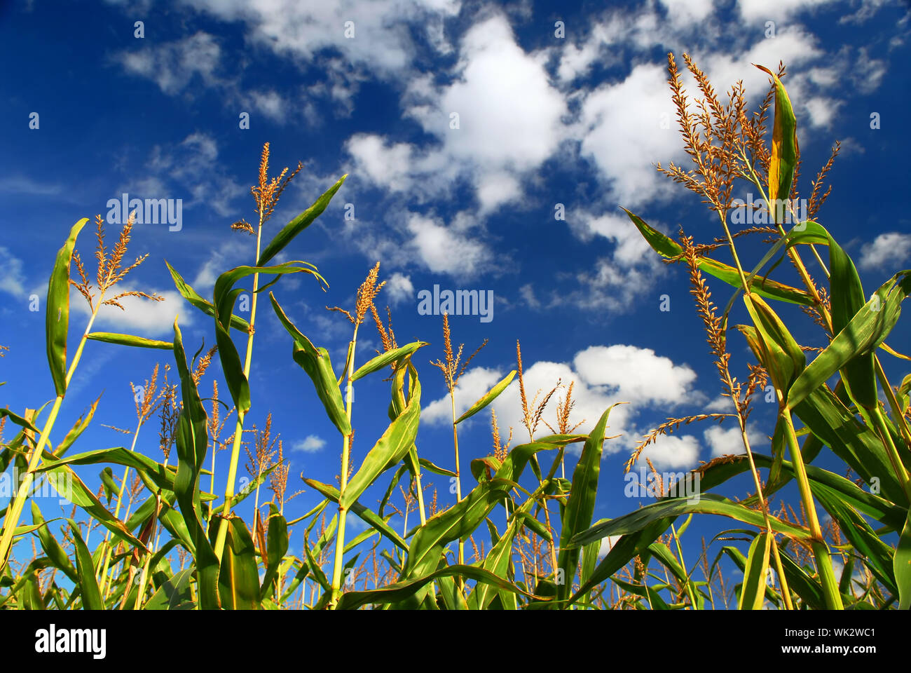 Farm field with growing corn under blue sky Stock Photo - Alamy
