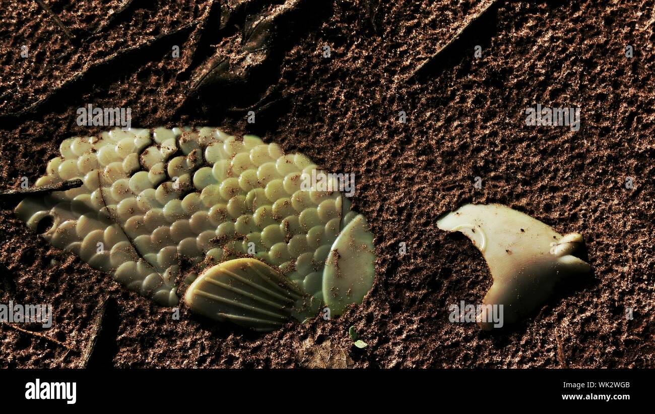 Broken fish hi-res stock photography and images - Alamy