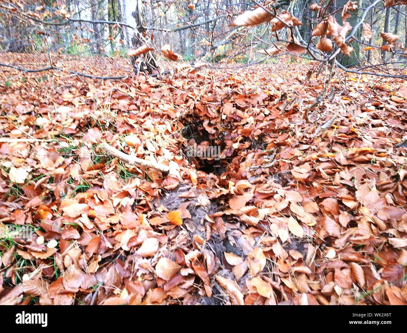 Den Close High Resolution Stock Photography and Images - Alamy