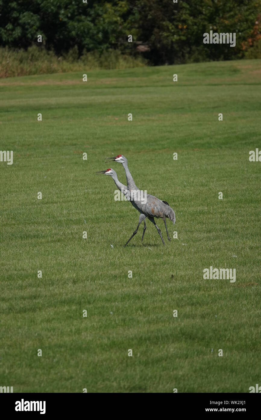 bird, wildlife, crane, nature, sandhill crane, animal, birds, sandhill ...
