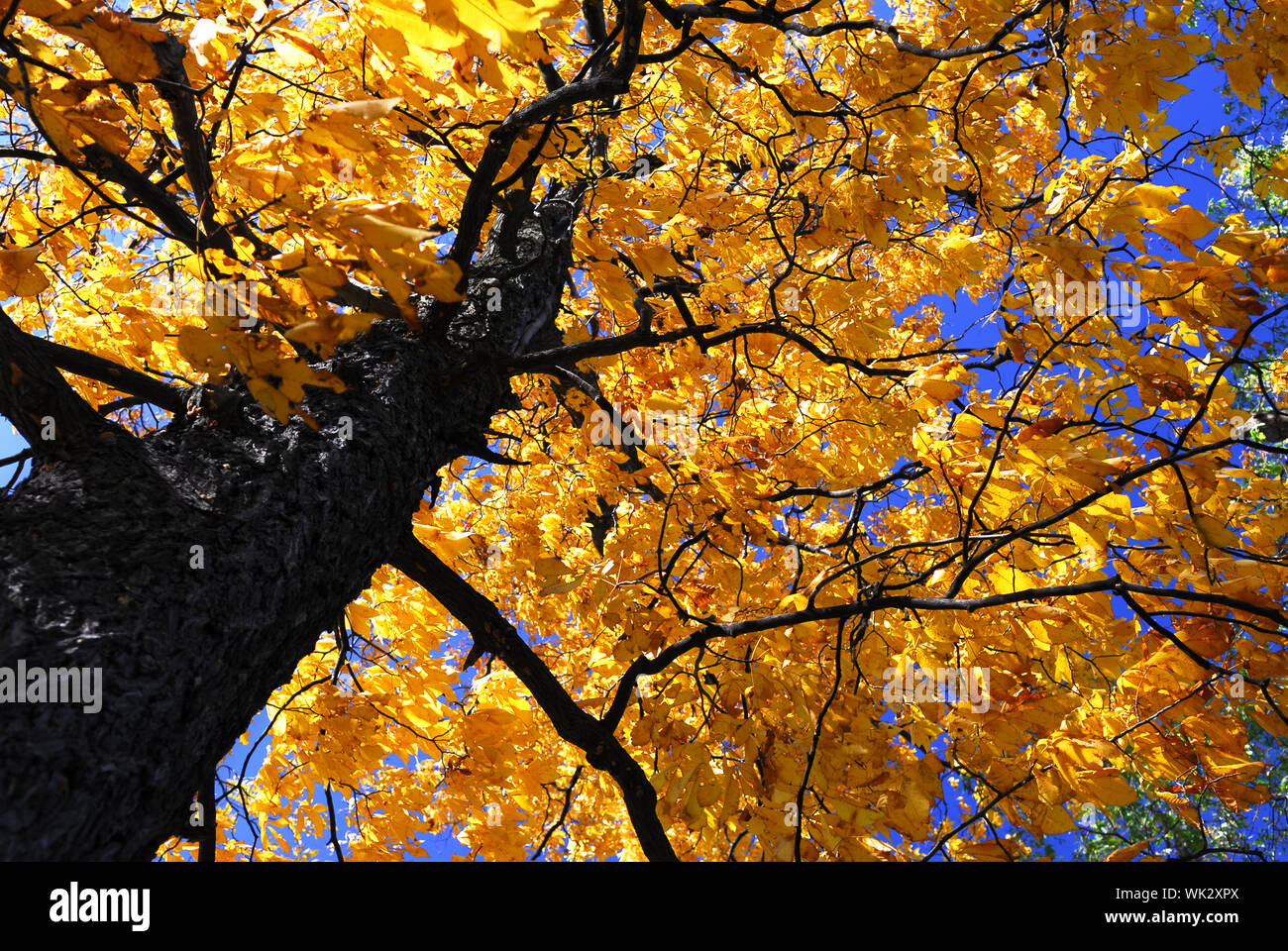 Golden autumn canopy of an old elm tree in sunny fall forest Stock ...
