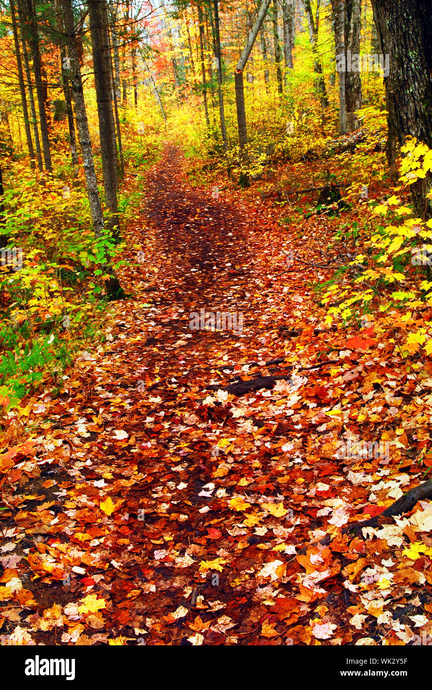 Hiking trail in fall forest covered with colorful leaves. Algonquin ...