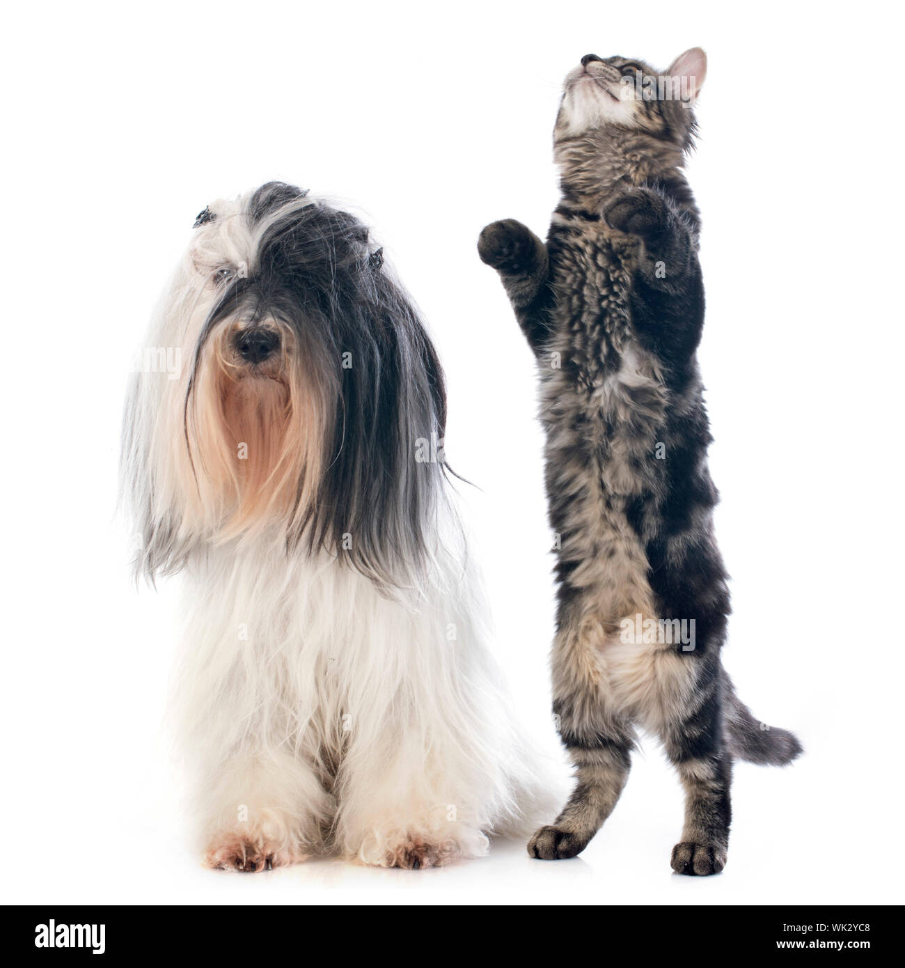 tibetan terrier and cat in front of white background Stock Photo - Alamy