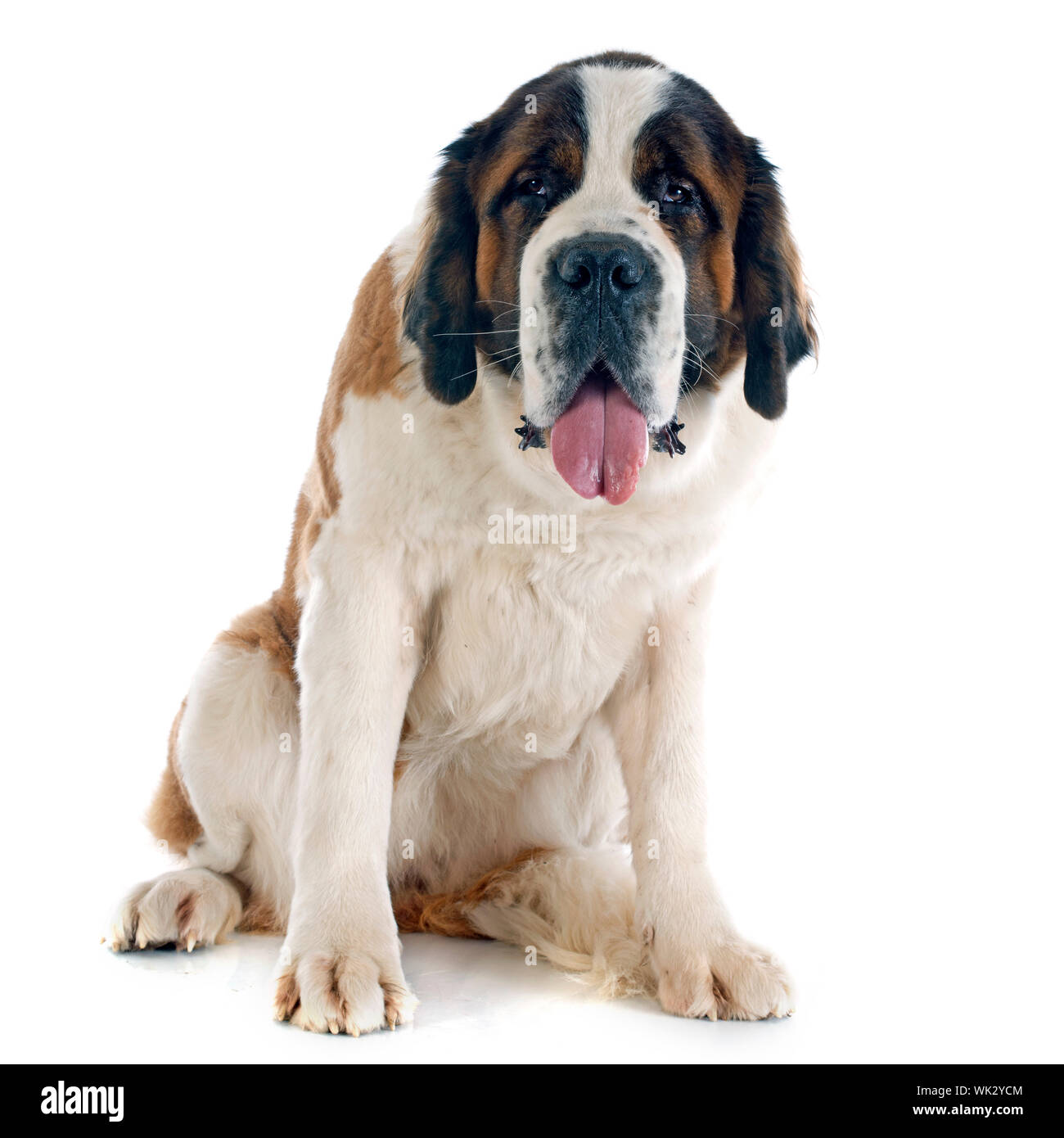 portrait of a purebred Saint Bernard in a studio Stock Photo - Alamy