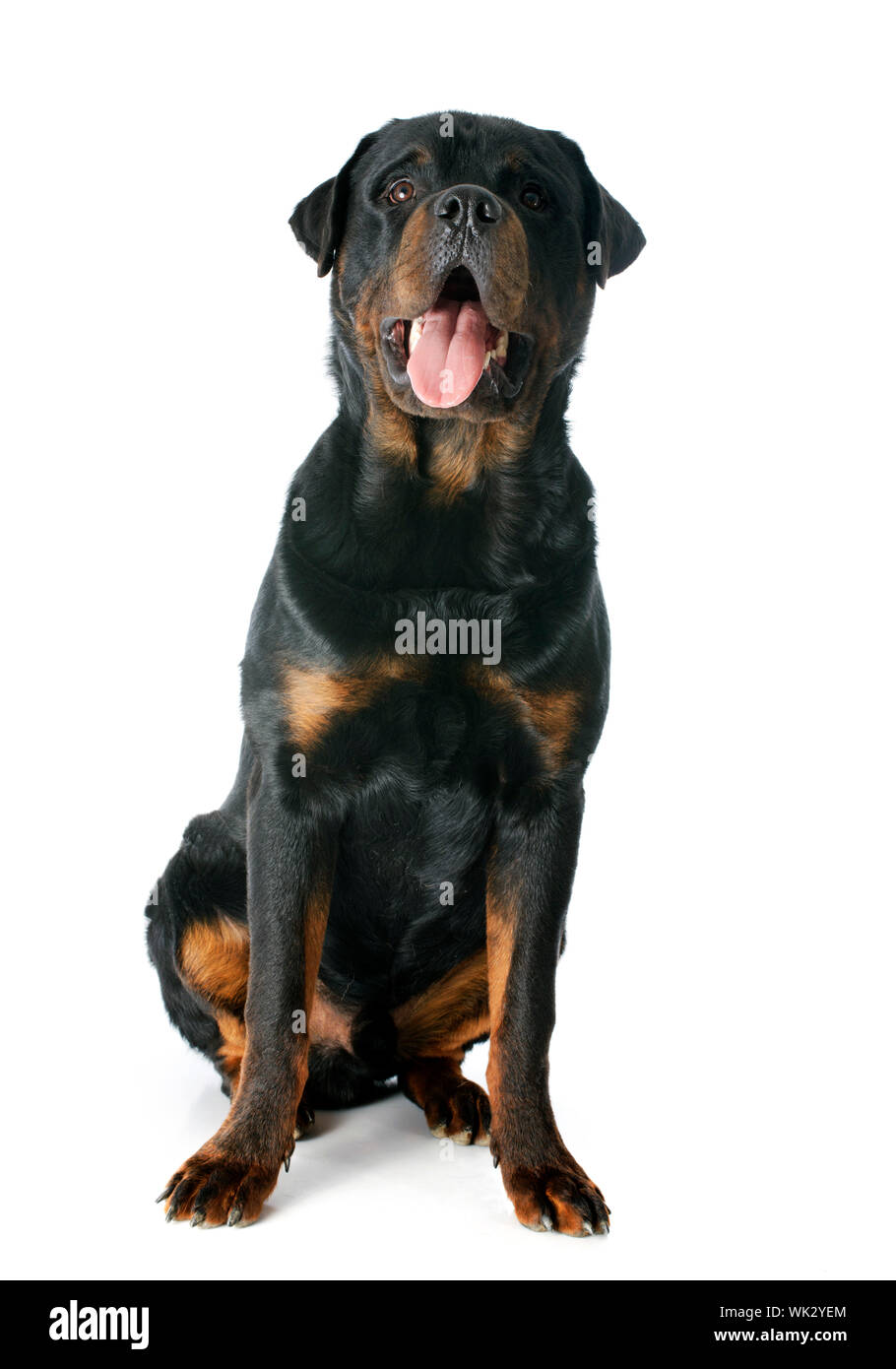 portrait of a purebred rottweiler in front of white background Stock ...