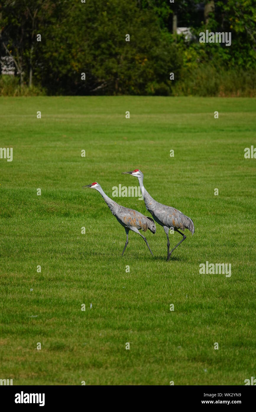 bird, wildlife, crane, nature, sandhill crane, animal, birds, sandhill ...