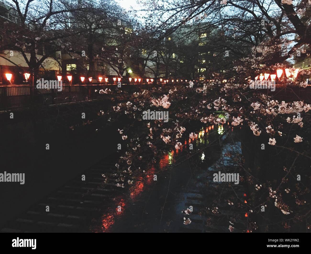 Cherry blossom over water hi-res stock photography and images - Alamy