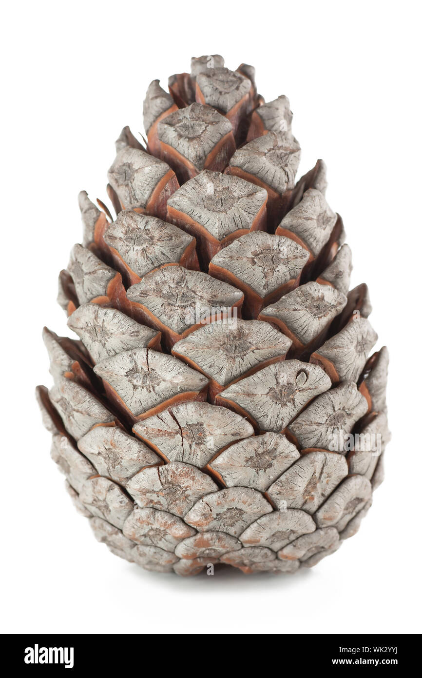 The cone with small shadow isloated over white Stock Photo - Alamy
