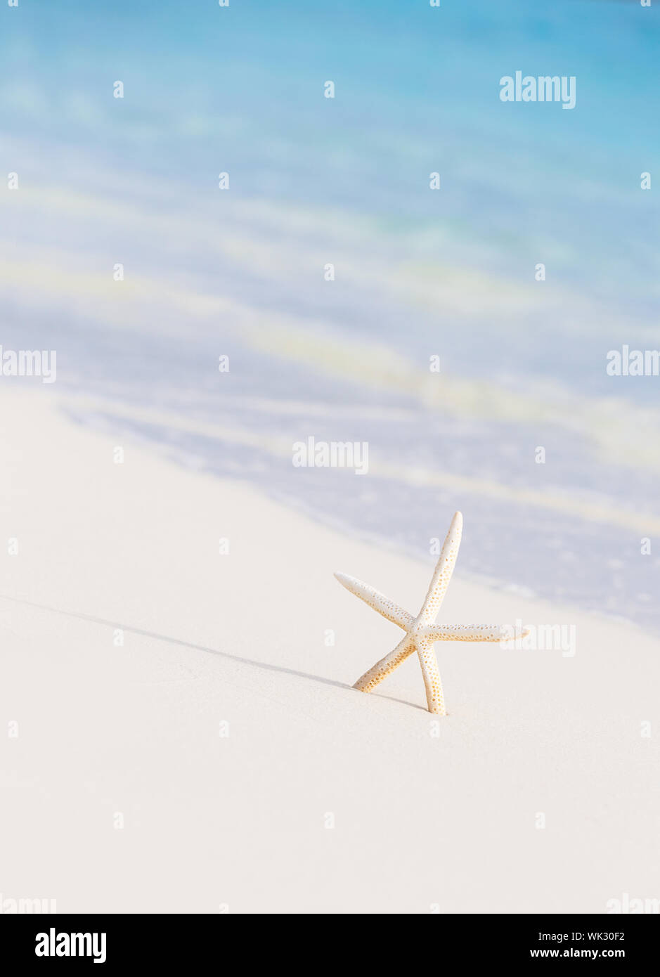 Cute little white sea star on sandy seashore, abstract natural ...