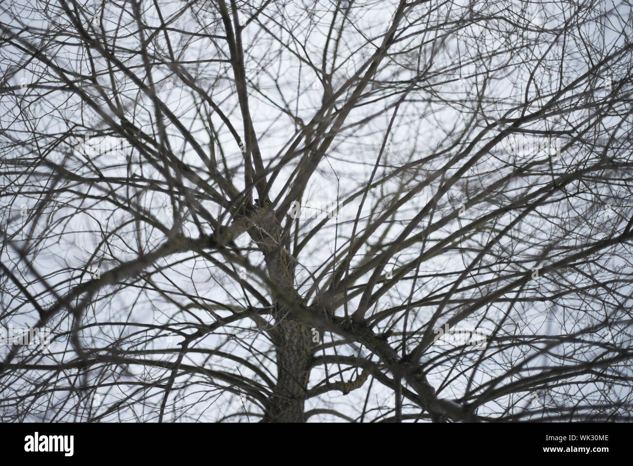 Late autumn. In the forest trees without leaves Stock Photo - Alamy