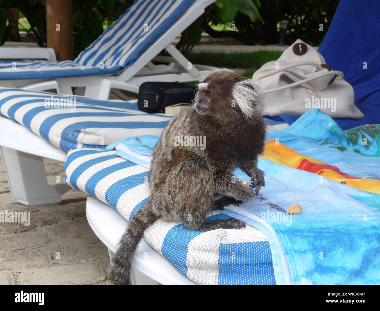 Monkey sitting on chair hi-res stock photography and images - Alamy