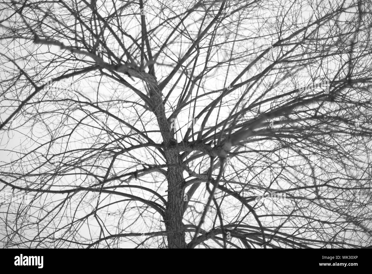 Late autumn. In the forest trees without leaves Stock Photo - Alamy