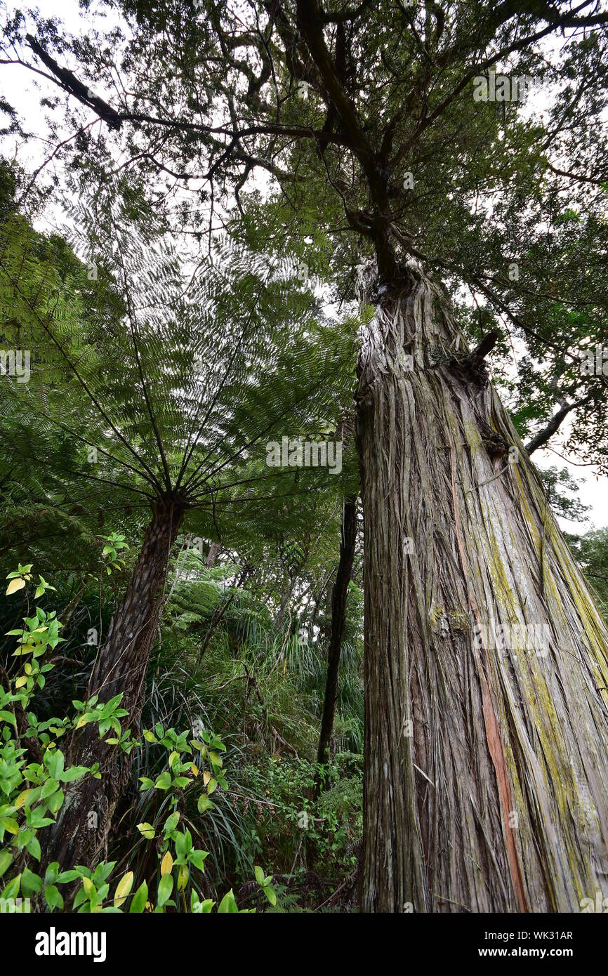 Tall conifer trees and giant ferns of dense native New Zealand bush ...