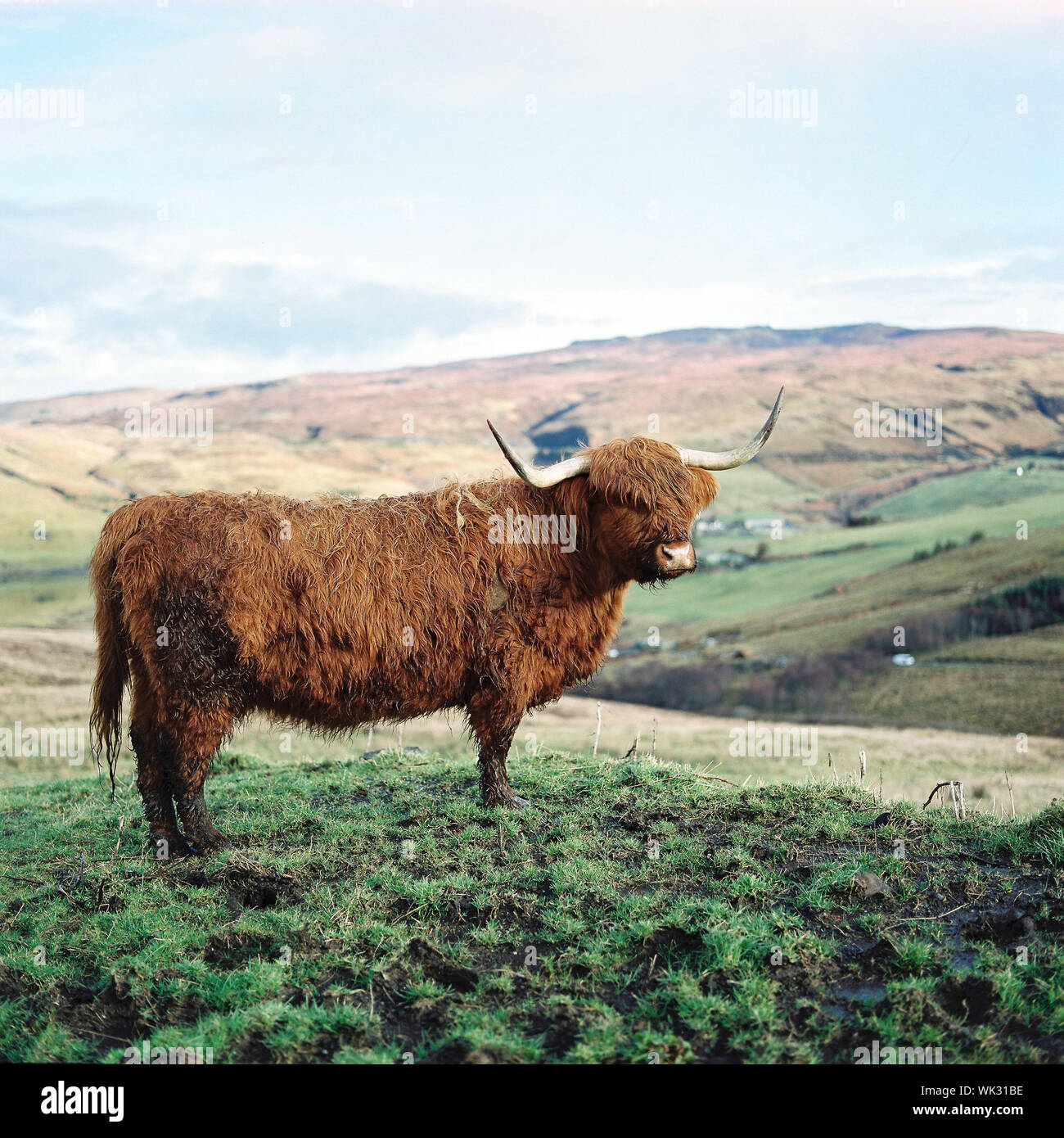 Highland cow standing hi-res stock photography and images - Alamy