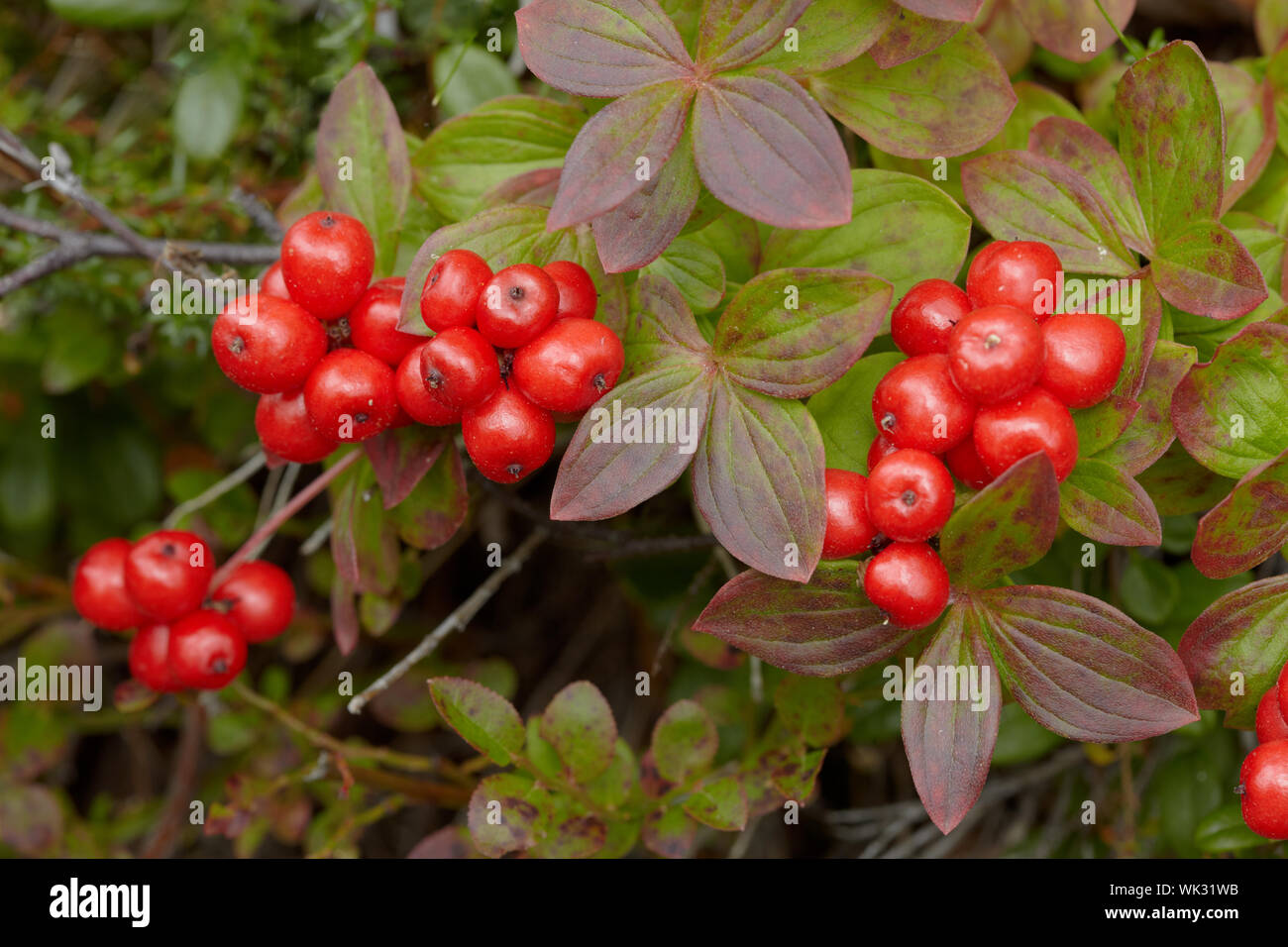 Wild inedible red berries in the woods Stock Photo - Alamy