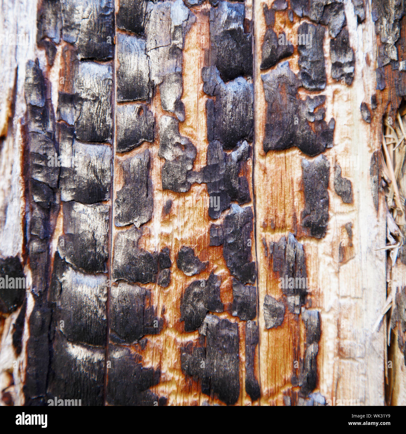 Charred cracked surface of the wood after fire Stock Photo - Alamy