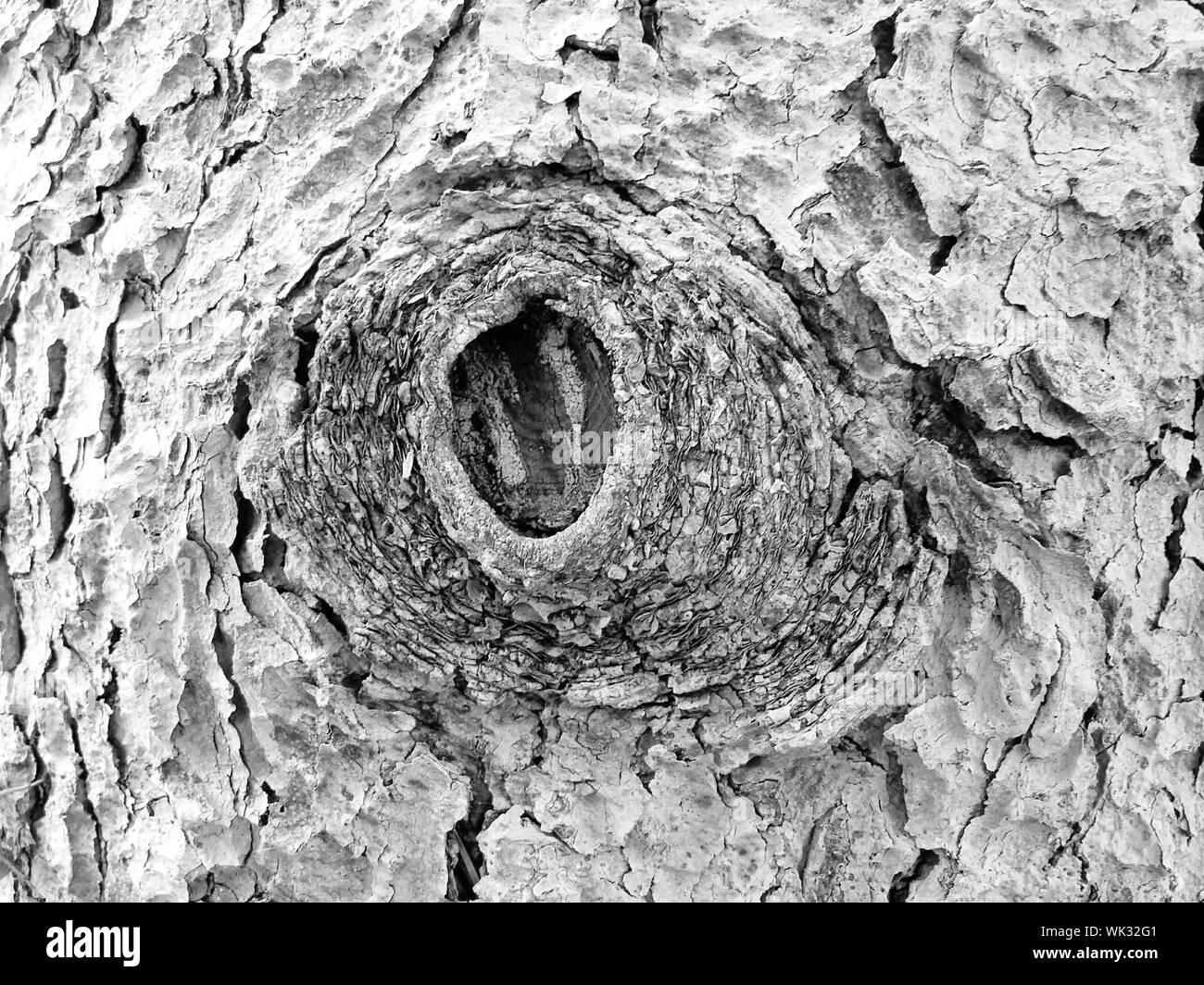 Knot wood tree hi-res stock photography and images - Alamy
