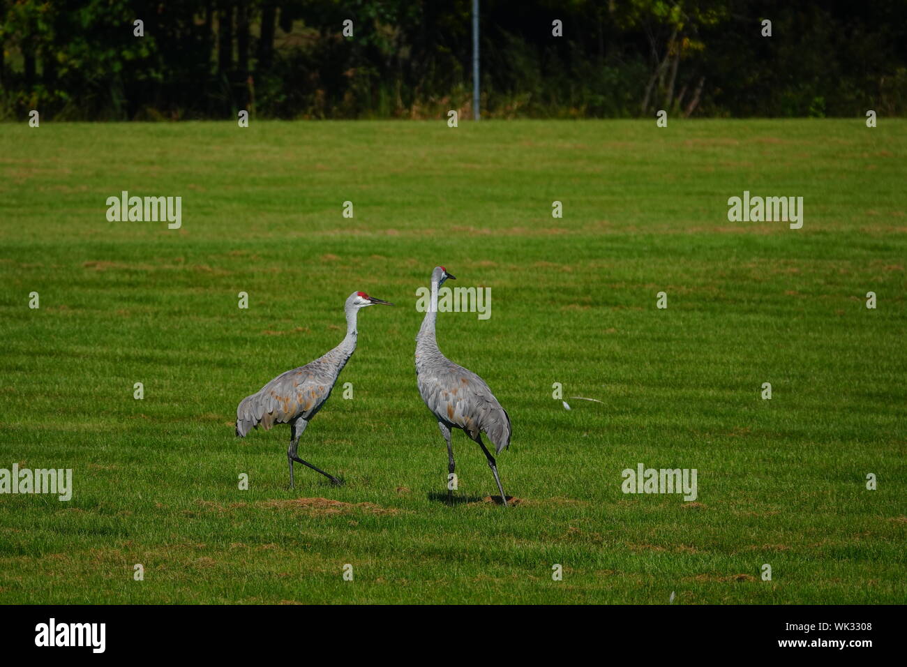 bird, wildlife, crane, nature, sandhill crane, animal, birds, sandhill ...