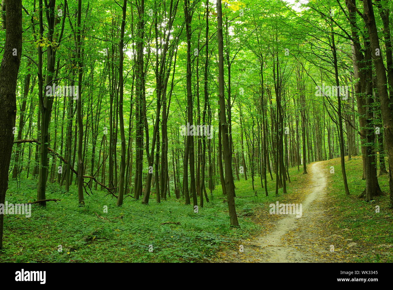 forest trees. nature green wood backgrounds Stock Photo - Alamy