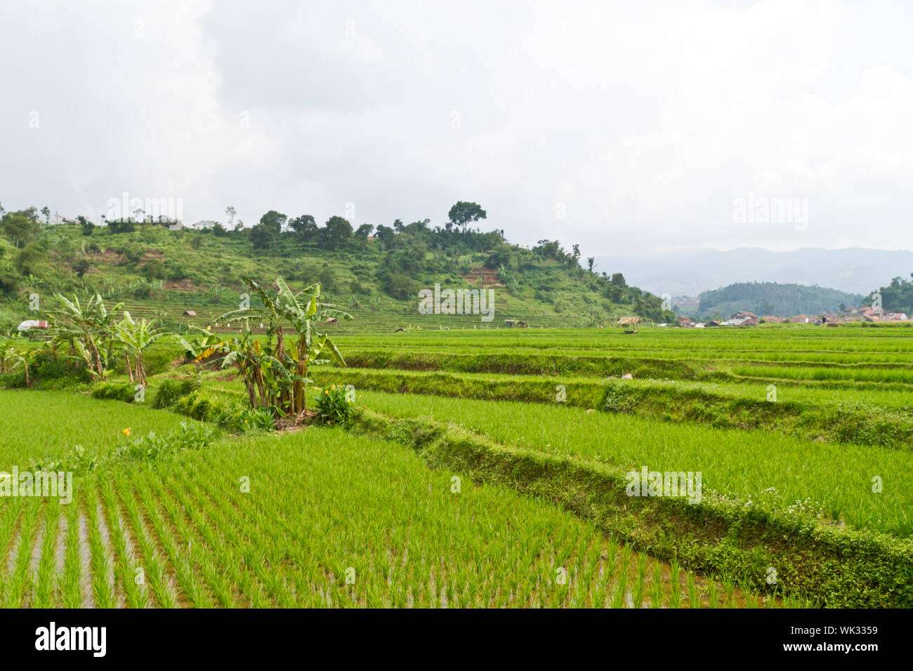 paddy plants in rows and terrace of hillside paddy field in Bandung ...