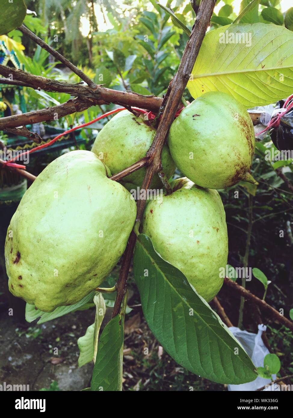 Guava fruits hi-res stock photography and images - Alamy