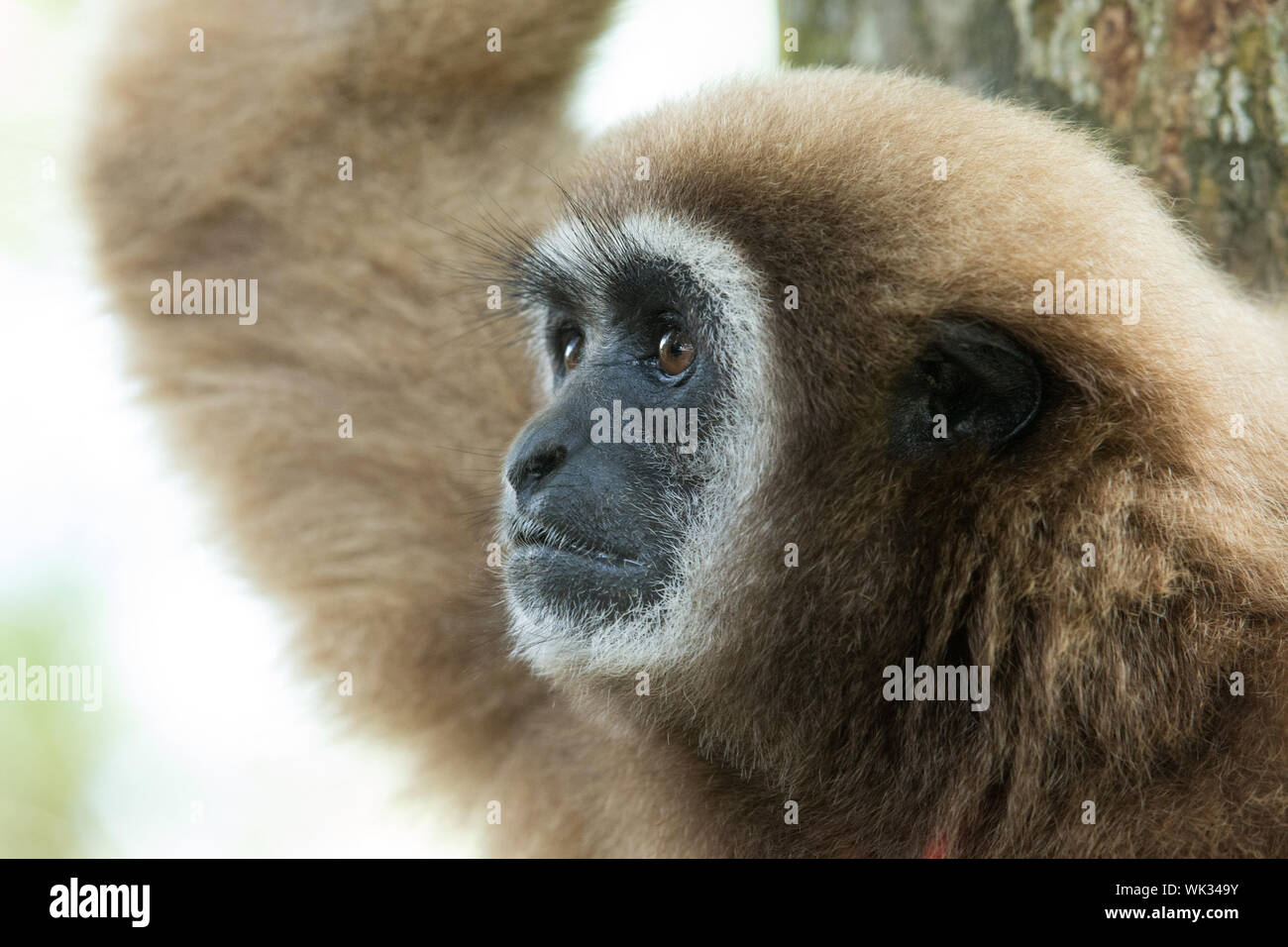 Pileated gibbon hi-res stock photography and images - Alamy