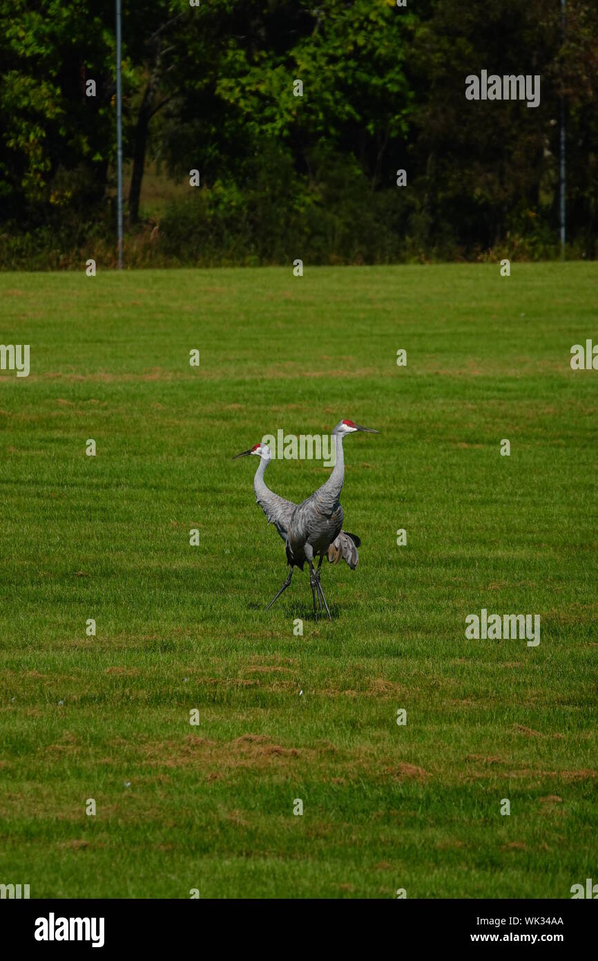 bird, wildlife, crane, nature, sandhill crane, animal, birds, sandhill ...