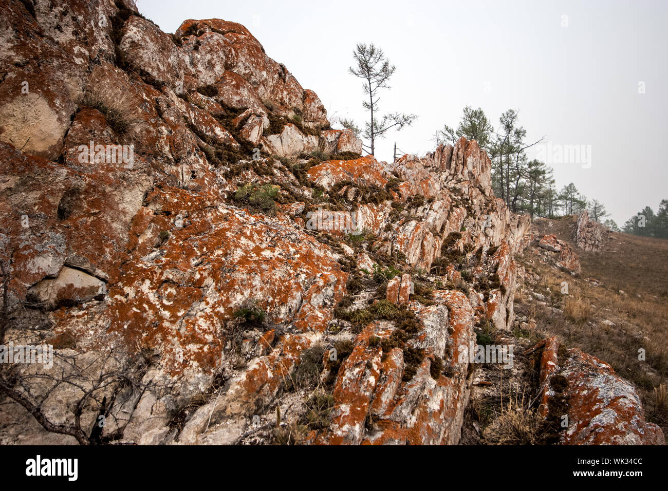 Strong moss hi-res stock photography and images - Alamy