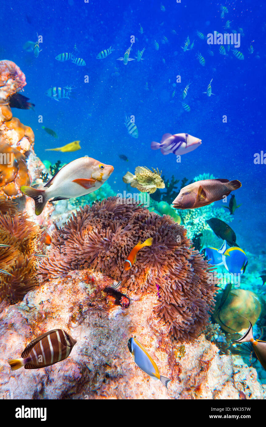 Reef variety hard soft corals hi-res stock photography and images - Alamy