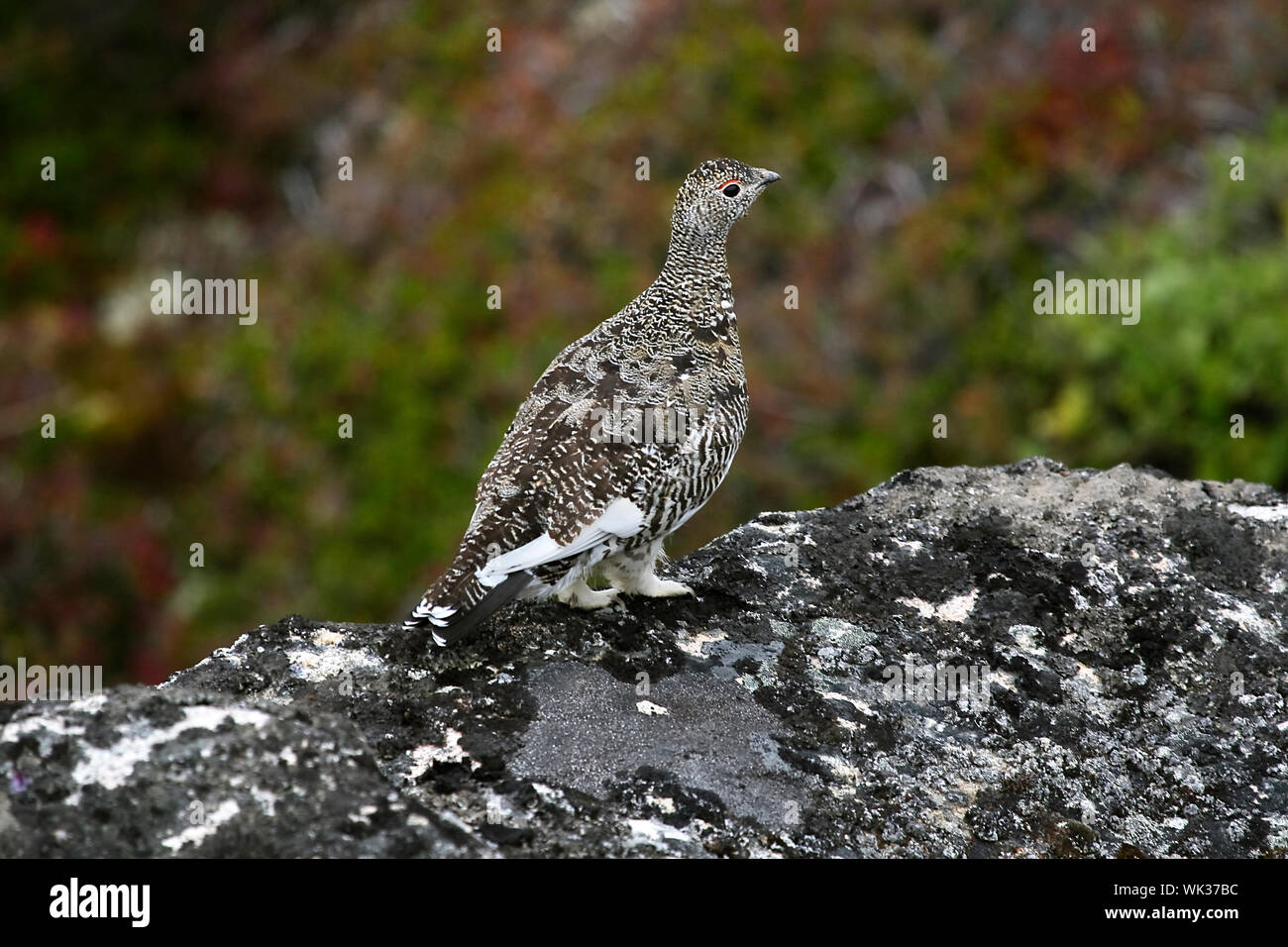 Ptarmigan (Lagopus Mutus) on a rock near Qoornoq, Greenland Stock Photo ...