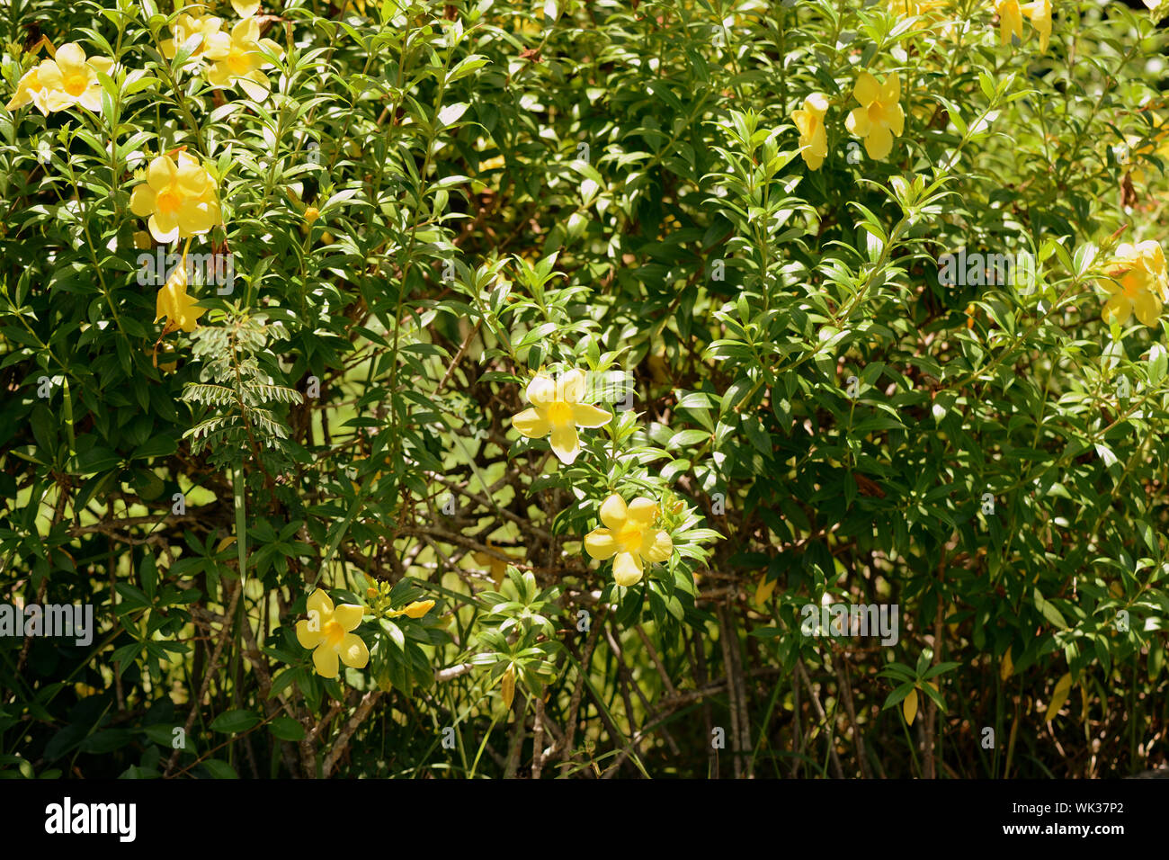 Yellow Alamanda Flowers (Allamanda cathartica) Blooming in a Tropical ...
