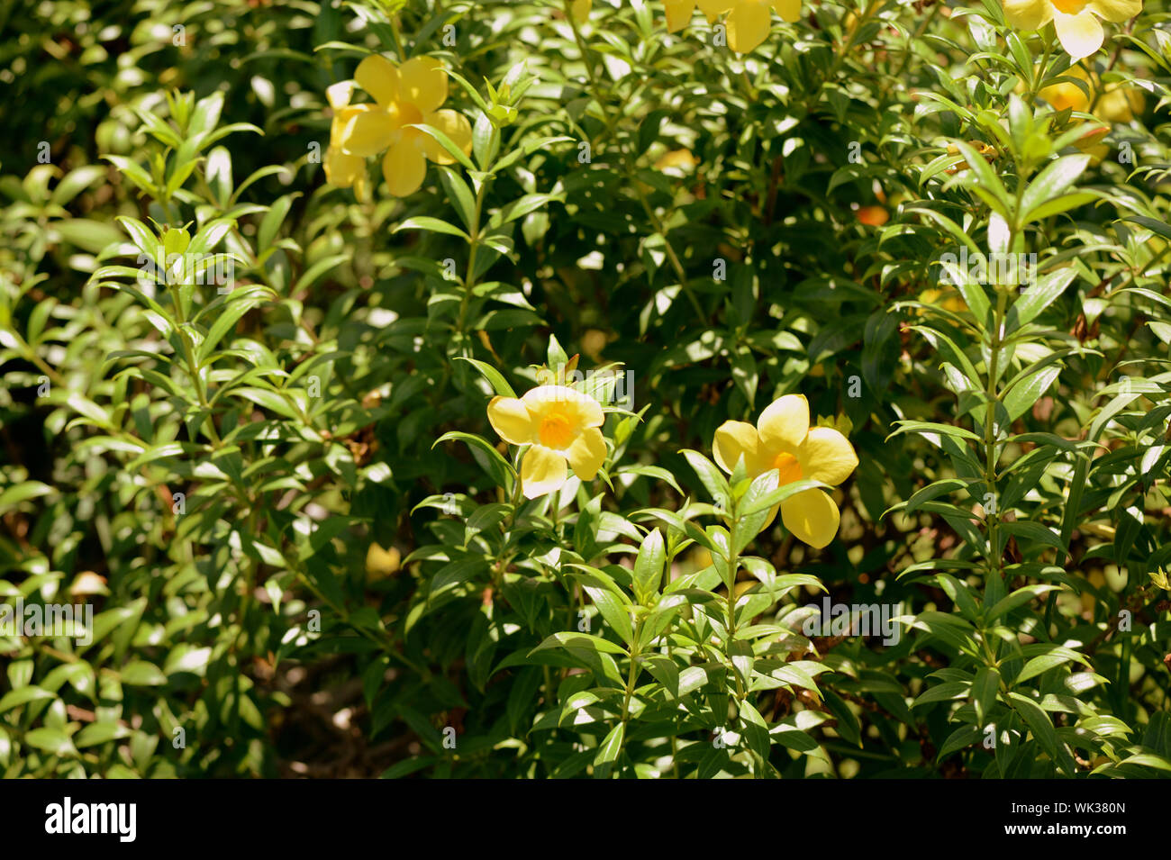 Yellow Alamanda Flowers (Allamanda cathartica) Blooming in a Tropical ...