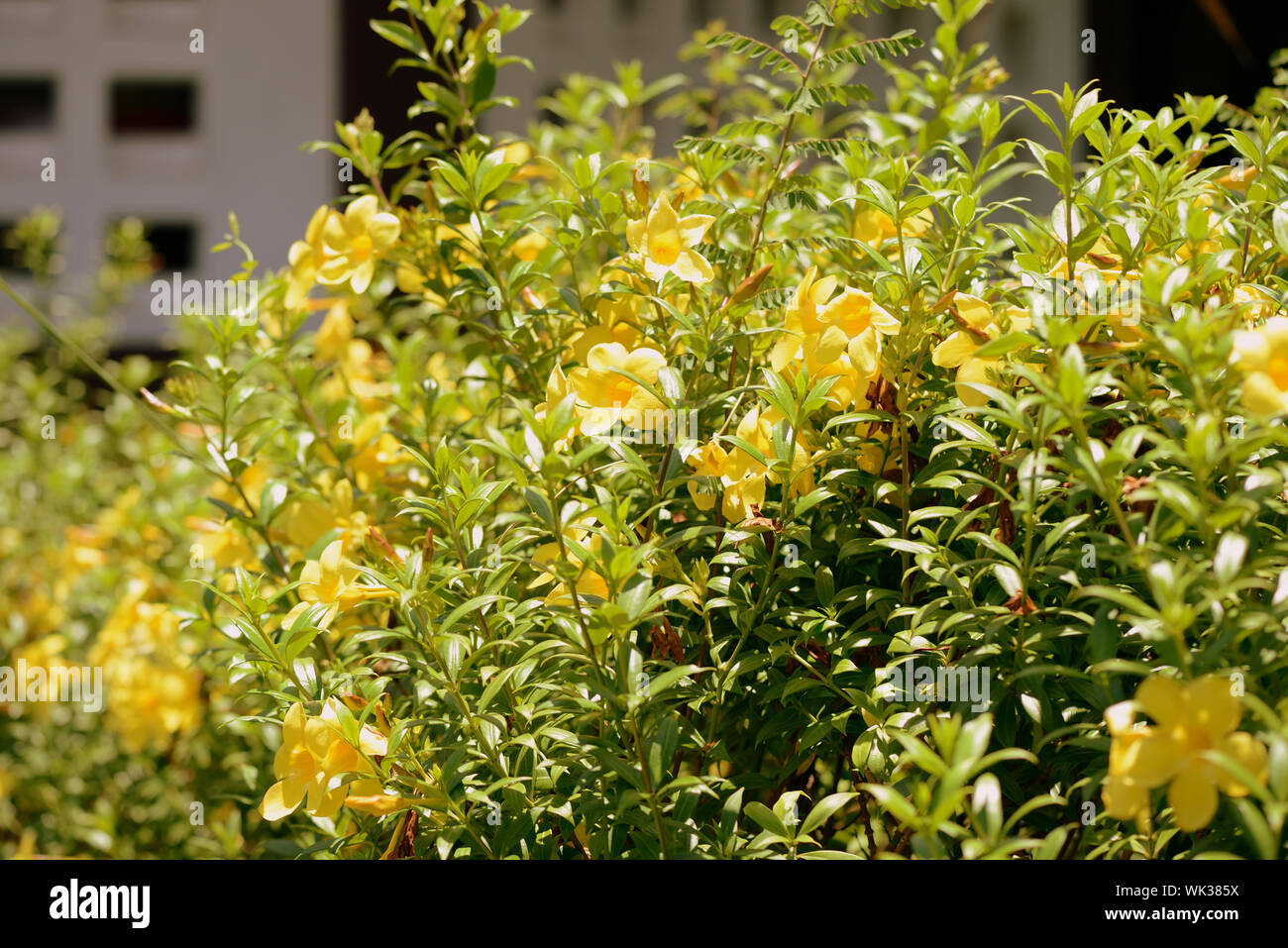 Yellow Alamanda Flowers (Allamanda cathartica) Blooming in a Tropical ...