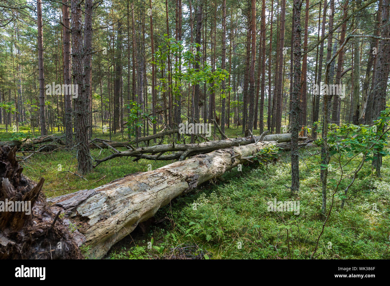 Fallen dead tree in a coniferous forest in a nature reserve at the ...