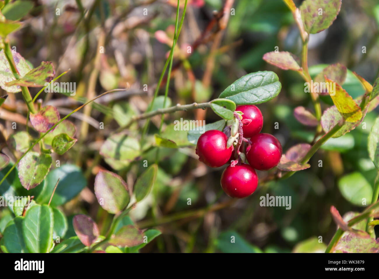 Growing lingonberries close up in the swedish woods Stock Photo - Alamy