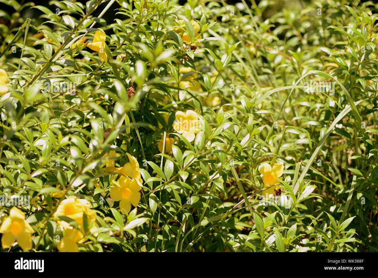 Yellow Alamanda Flowers (Allamanda cathartica) Blooming in a Tropical ...