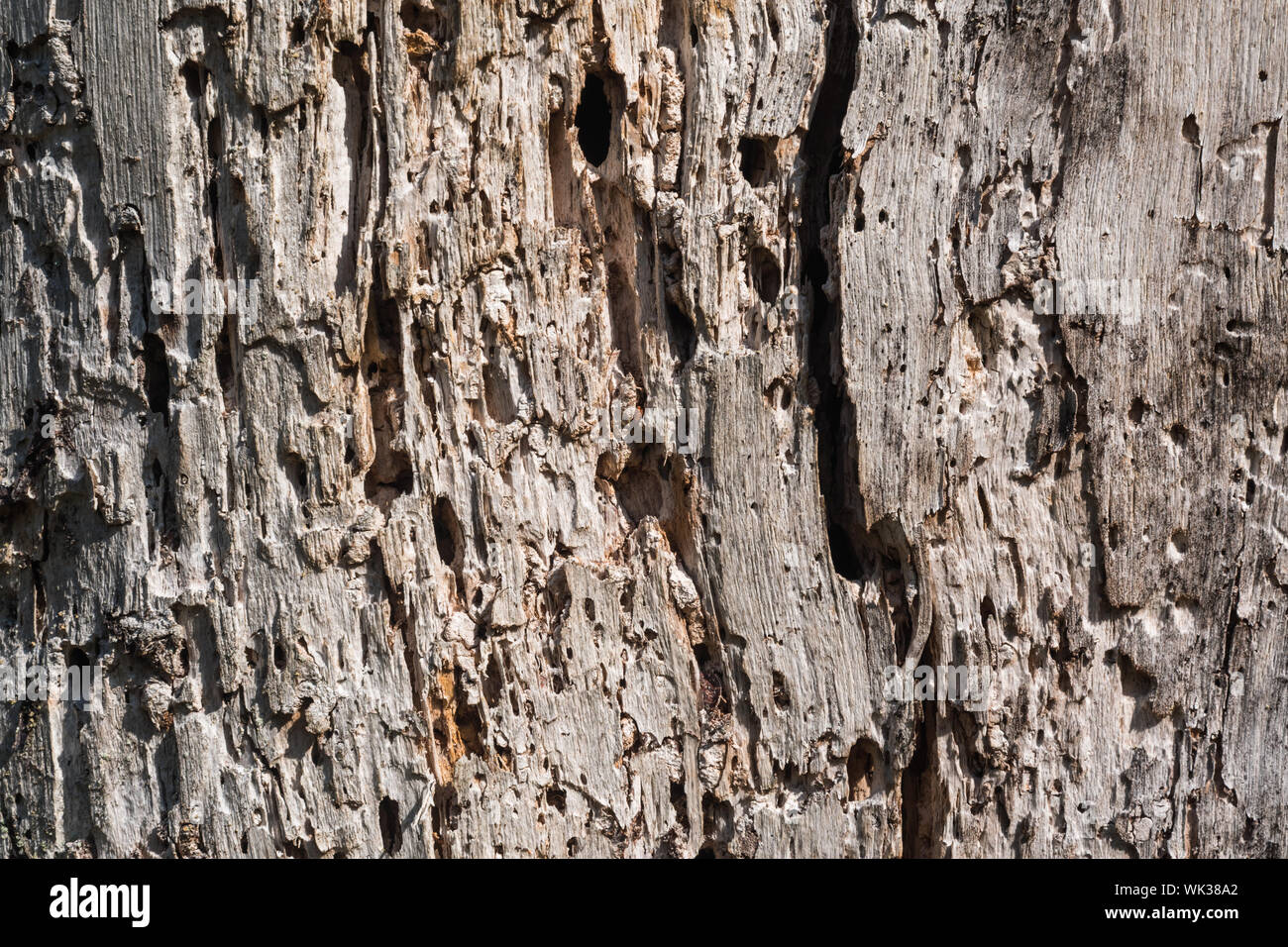 Old weathered tree background with insects damages Stock Photo - Alamy