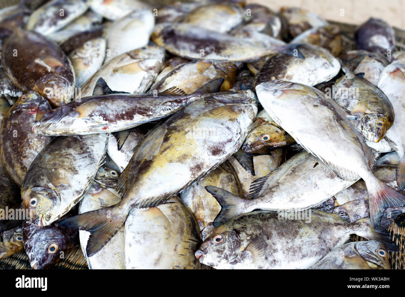 Fresh fish on fish market in Muscat, Oman Stock Photo - Alamy