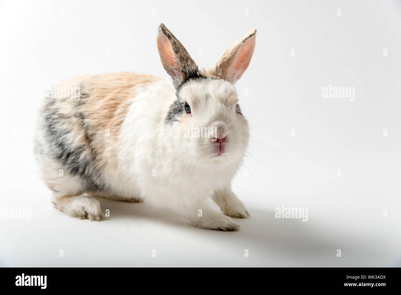 Image of a rabbit on white background Stock Photo - Alamy