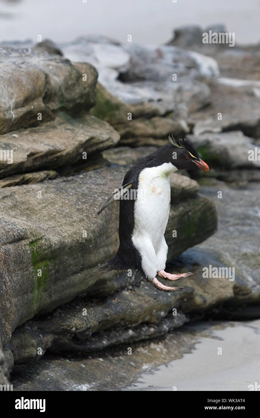 Rockhopper penguin (Eudyptes chrysocome) jumping down from a rock at ...