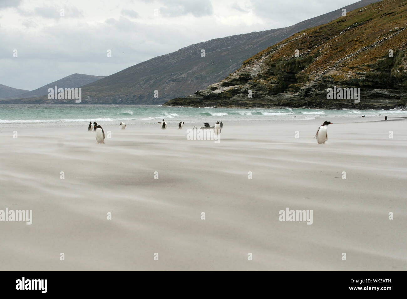 Gentoo penguin (Pygoscelis papua) sitting on the beach at Saunders ...