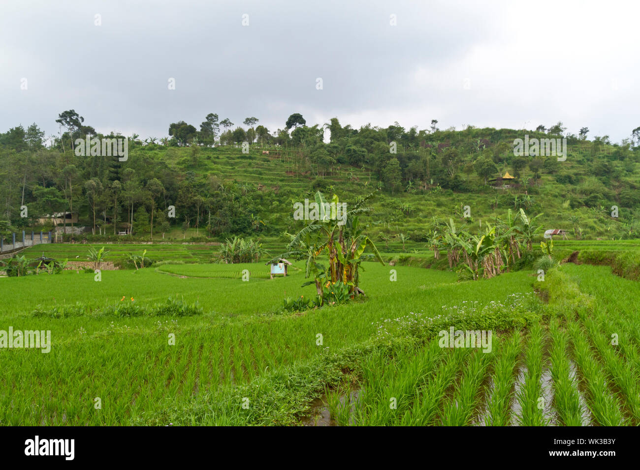 Young paddy plants in rows and terrace of hillside paddy field in ...