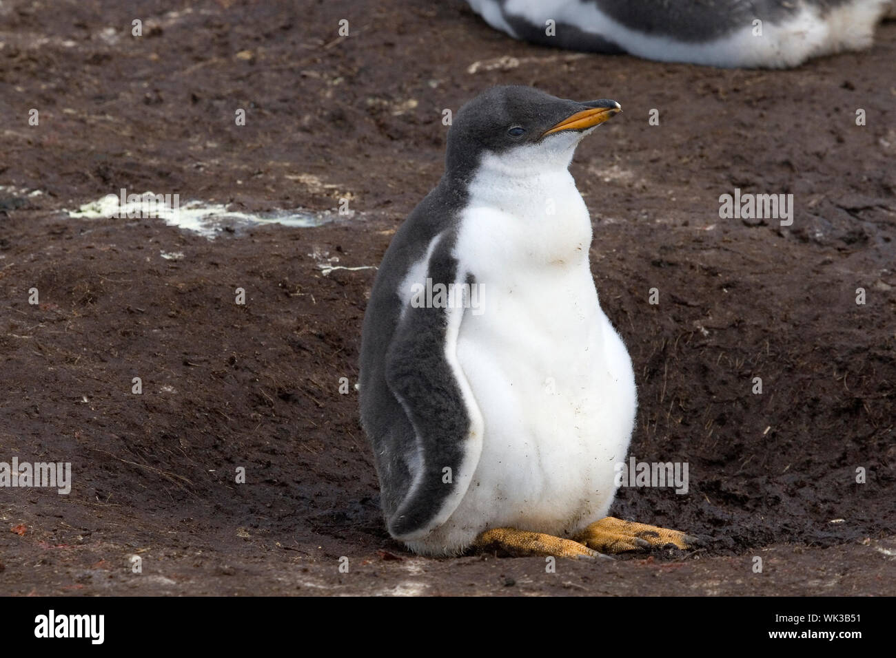 Gentoo penguin chick (Pygoscelis papua) sitting on its nest at Sea Lion ...