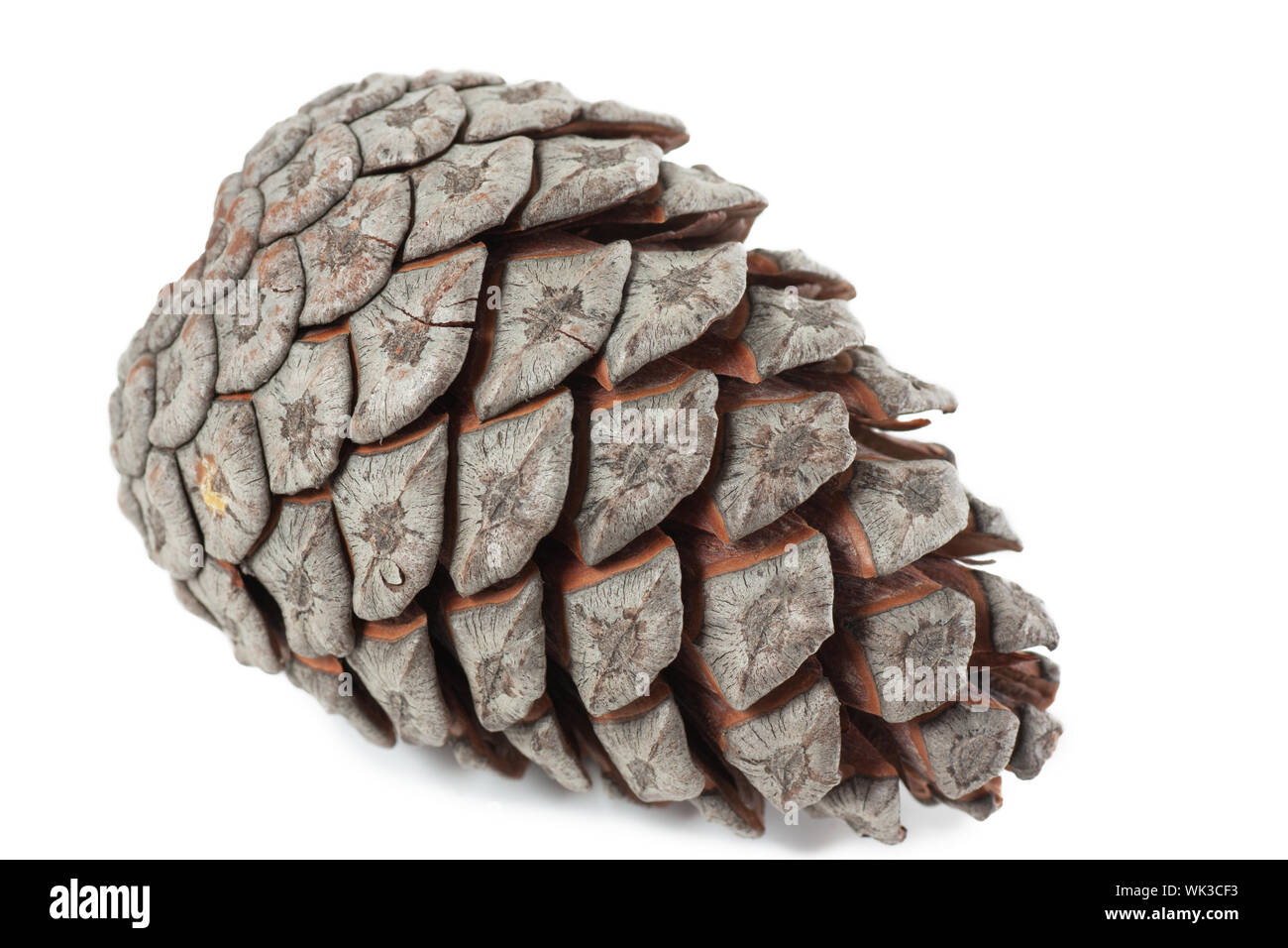 The cone with small shadow isloated over white Stock Photo - Alamy
