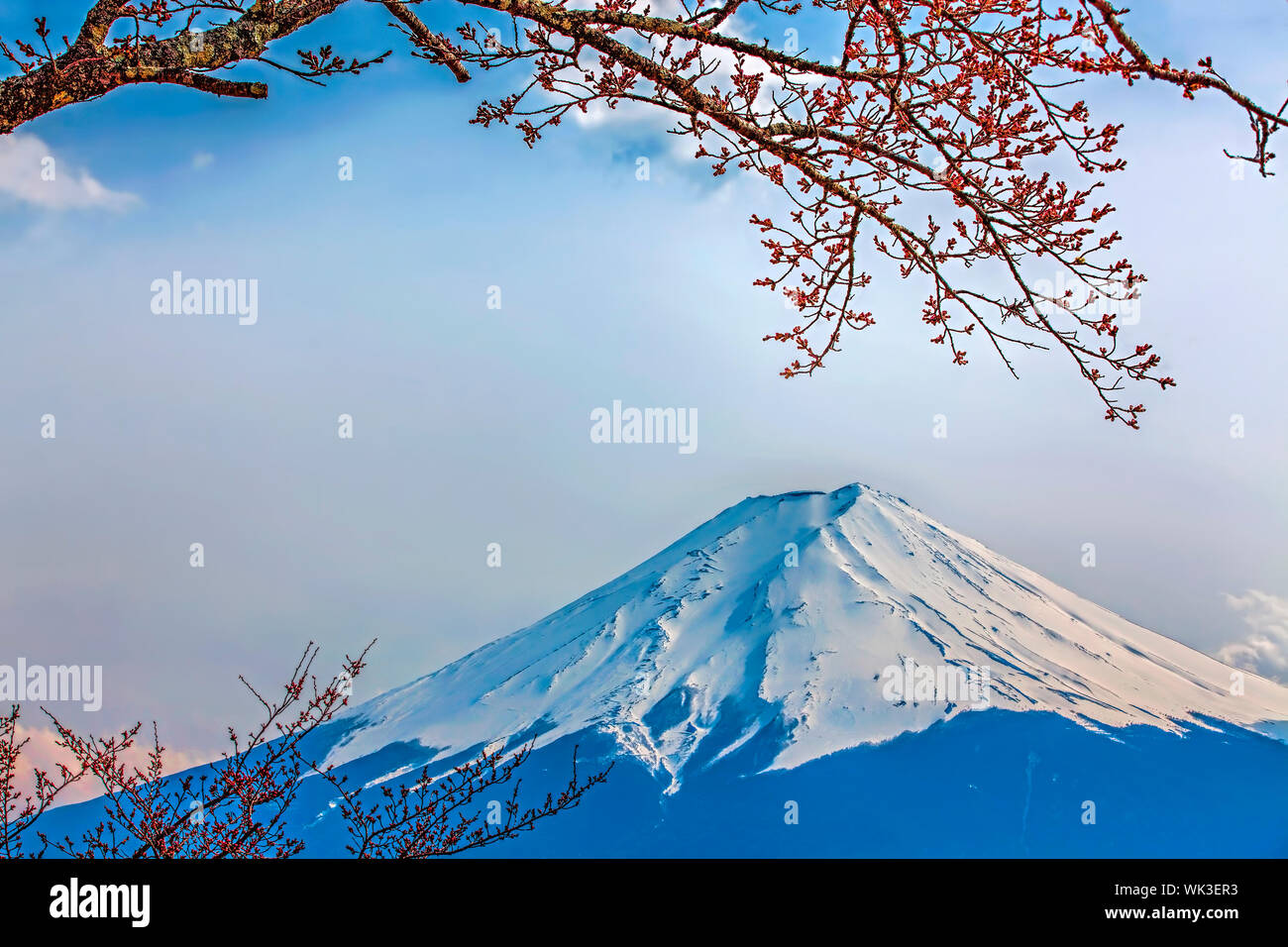 Mount fuji cherry tree hi-res stock photography and images - Alamy