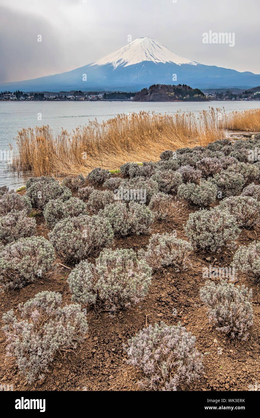 Mt Fuji in the spring seen from lake Kawaguchi Stock Photo - Alamy
