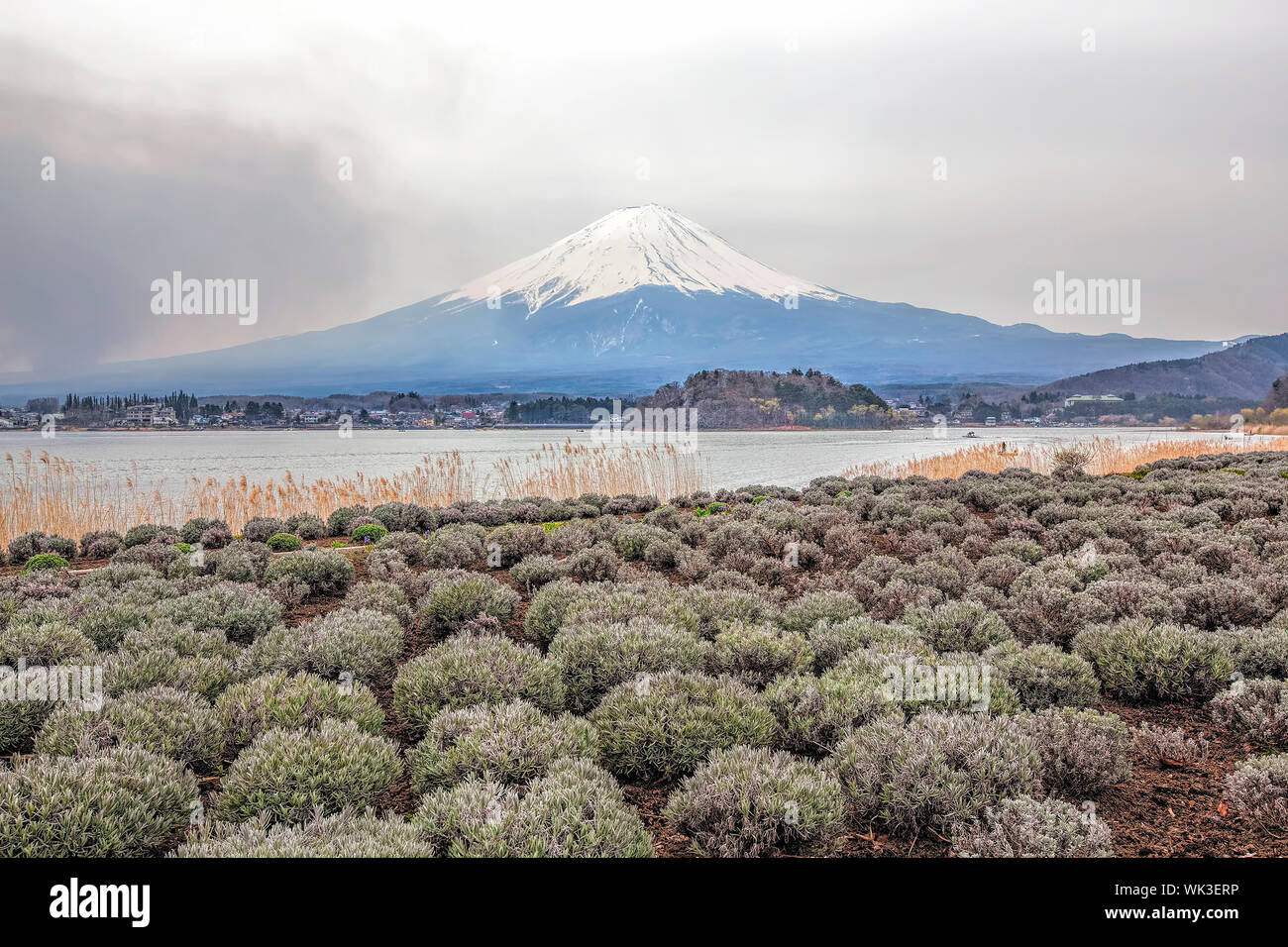 Mt Fuji in the spring seen from lake Kawaguchi Stock Photo - Alamy