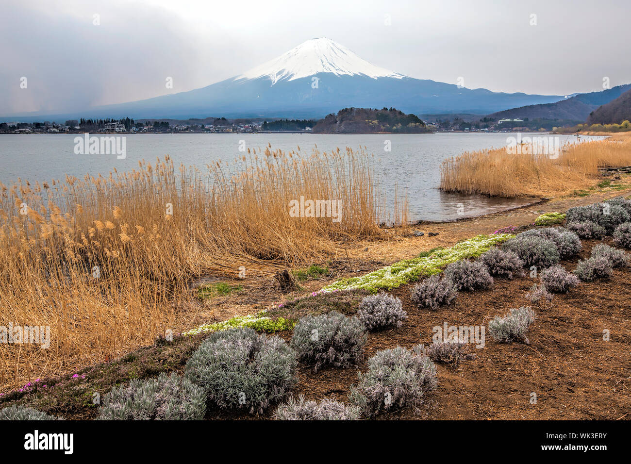 Mt Fuji in the spring seen from lake Kawaguchi Stock Photo - Alamy